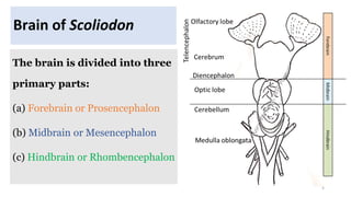 Brain of scoliodon | PPTX