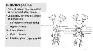Brain of scoliodon | PPTX