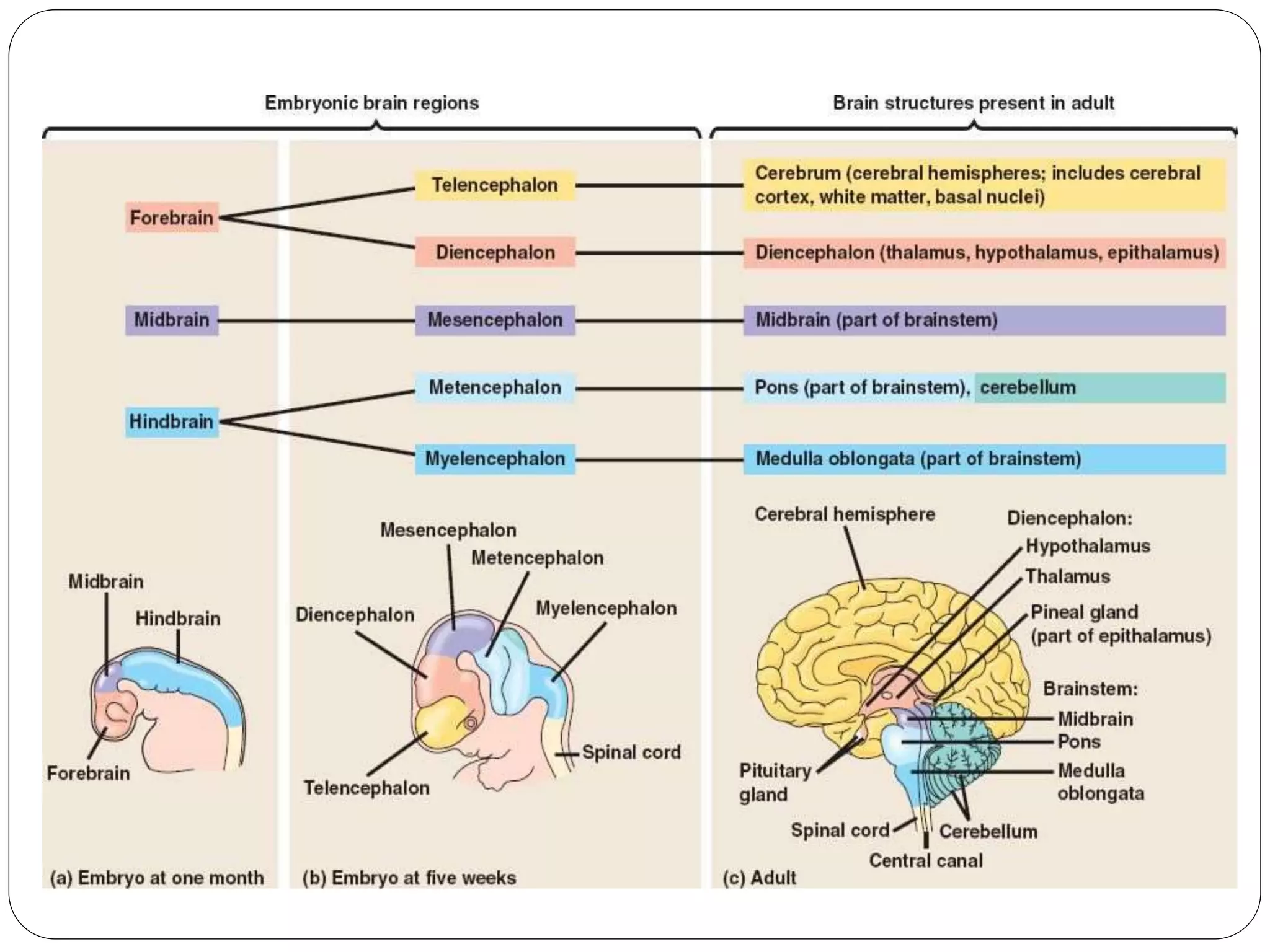 Brain of vertebrates | PPTX