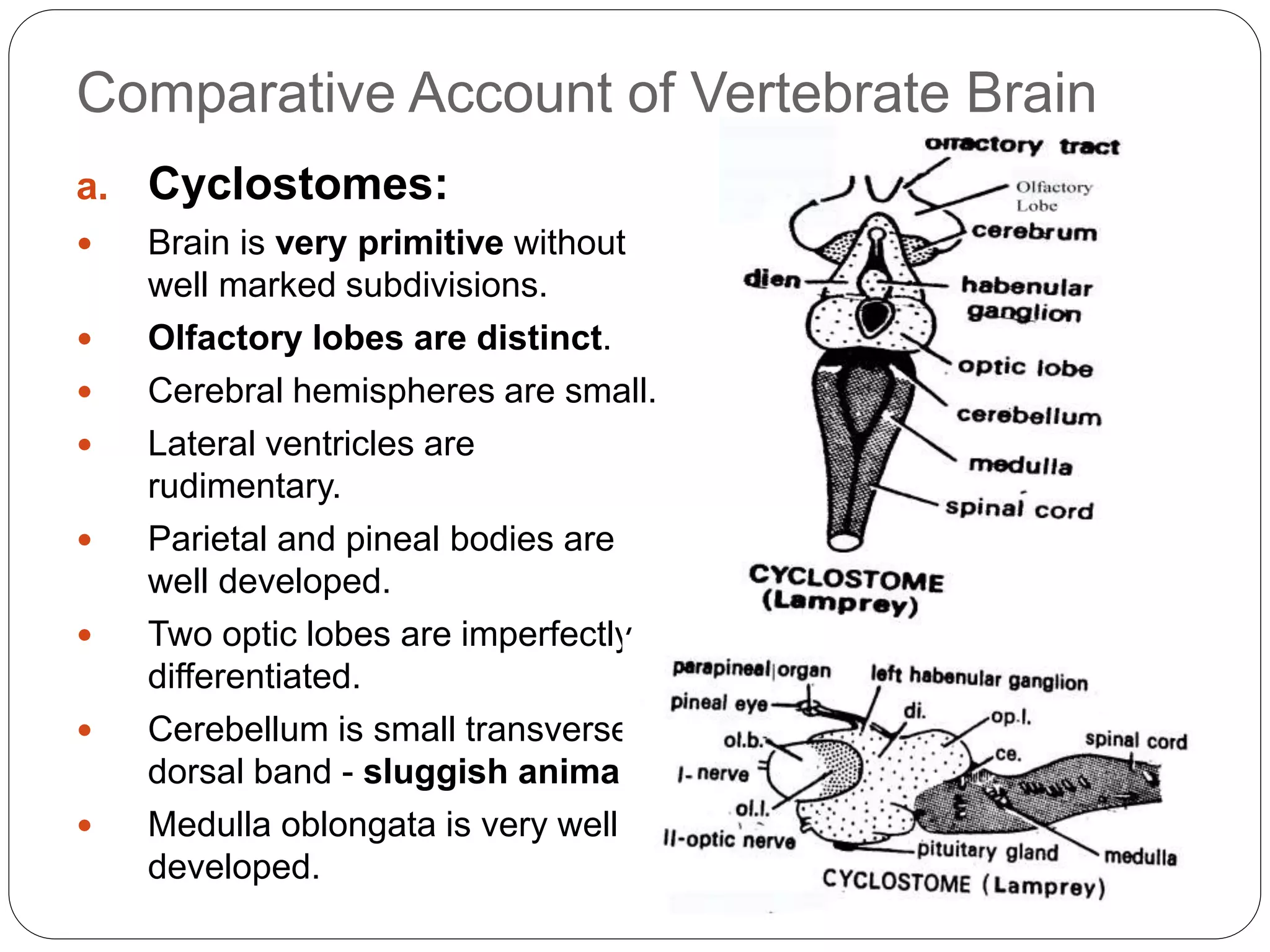 Brain of vertebrates | PPTX