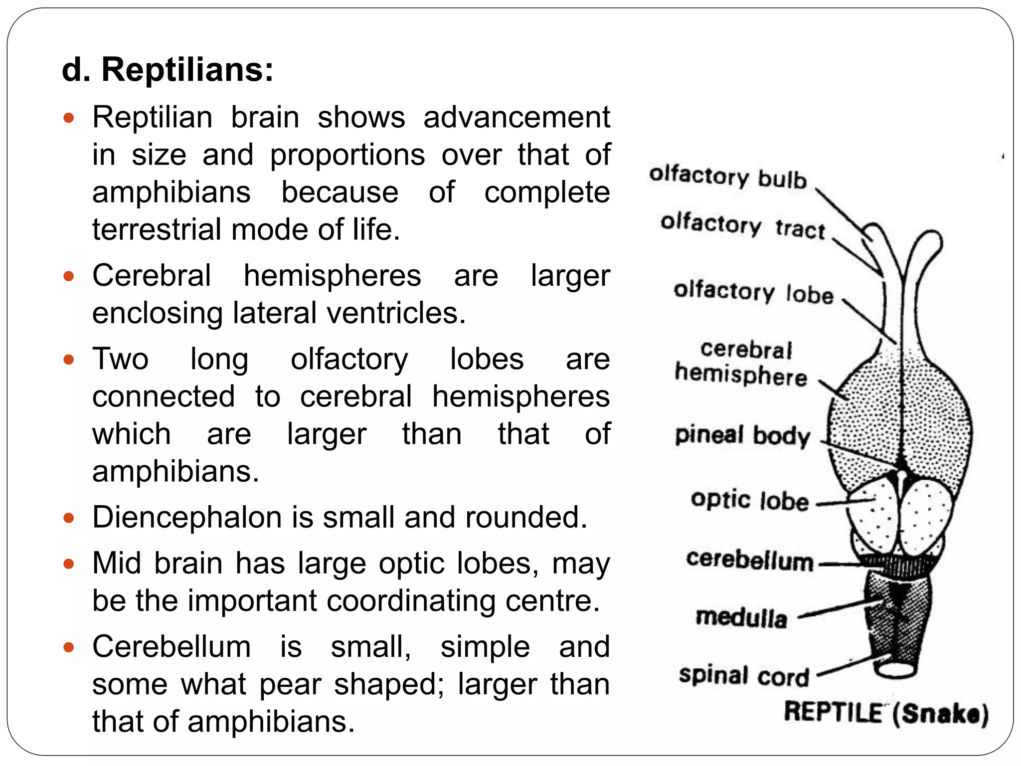 Brain of vertebrates | PPTX