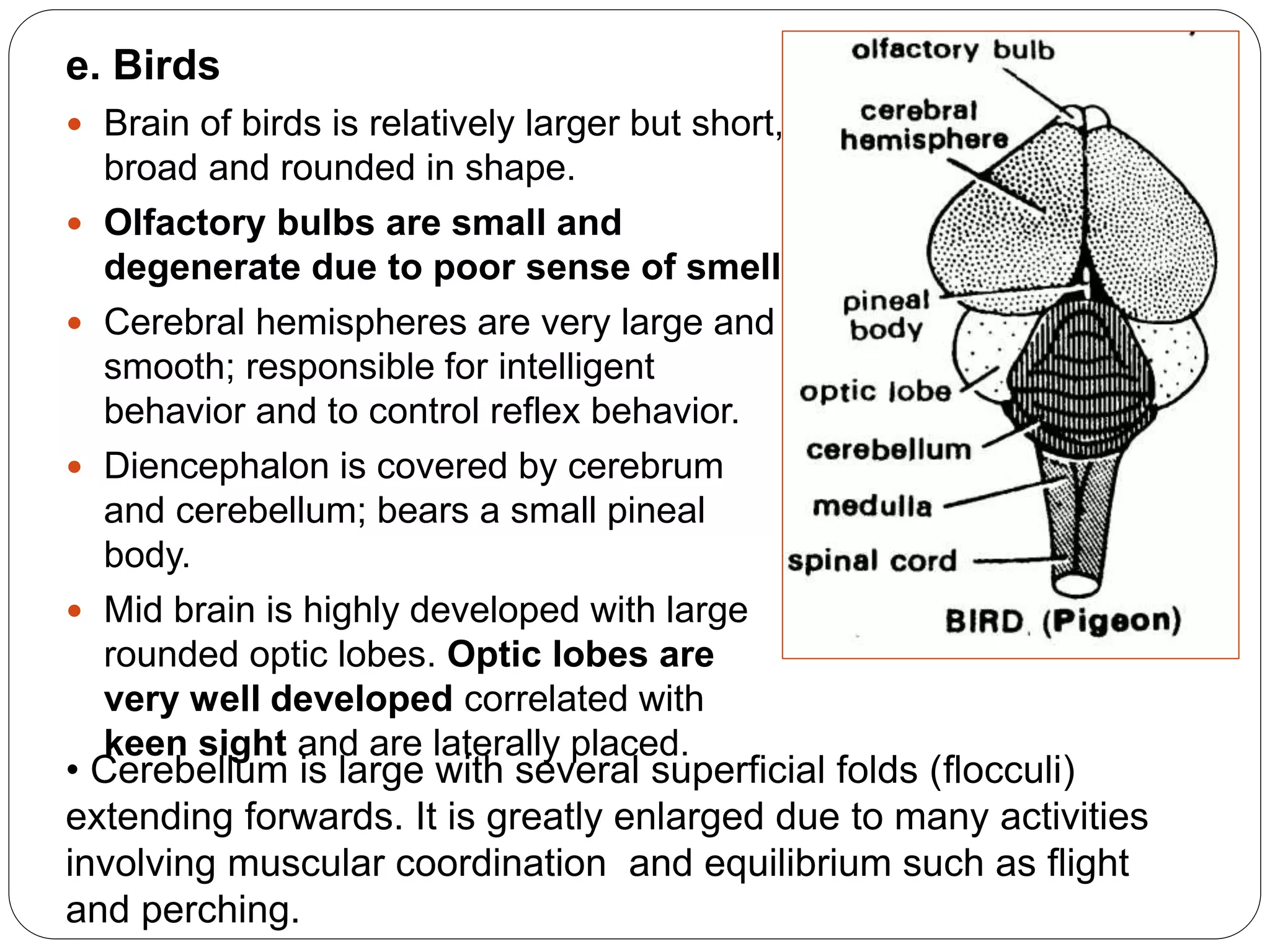 Brain of vertebrates | PPTX