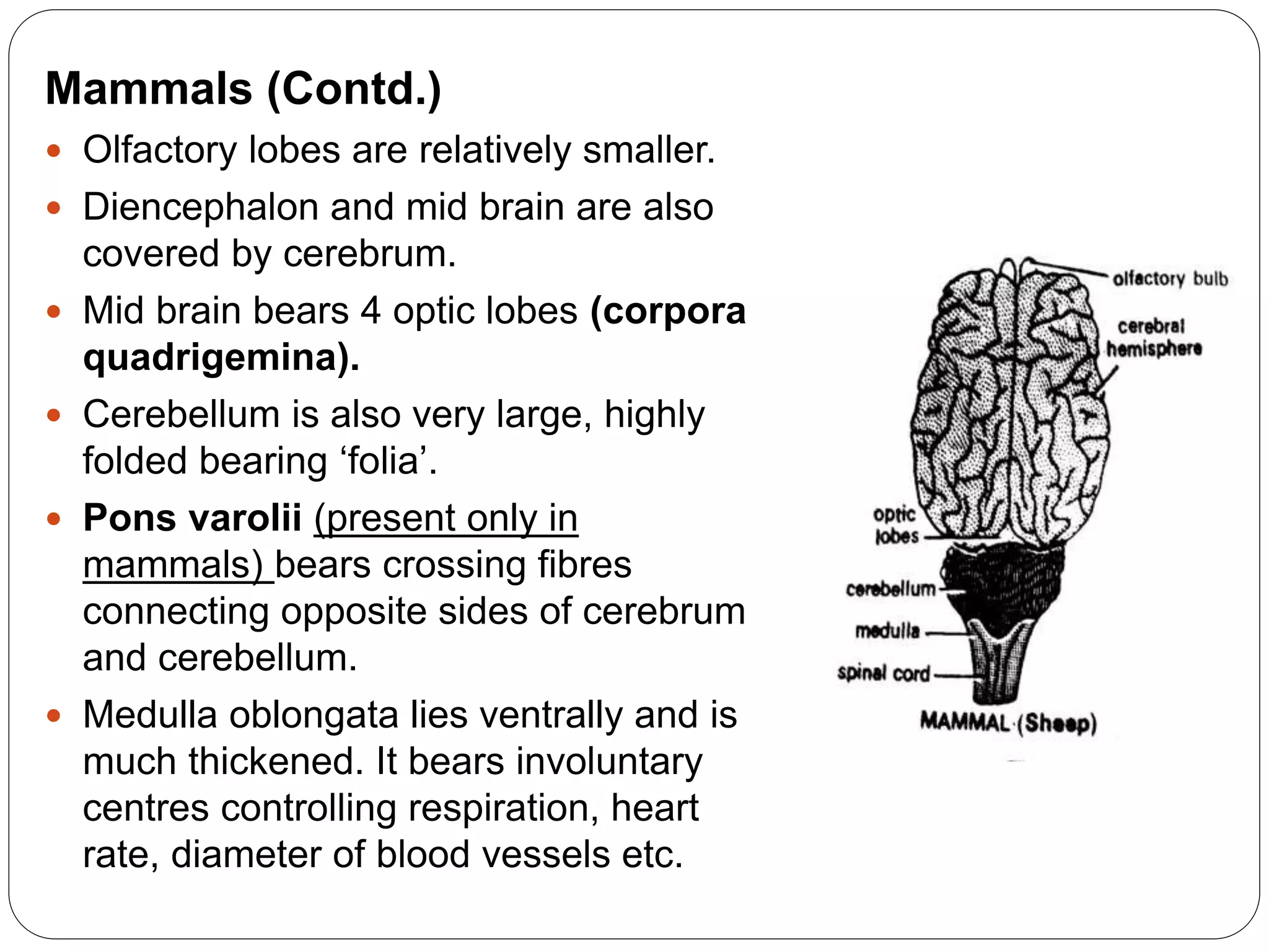 Brain of vertebrates | PPTX