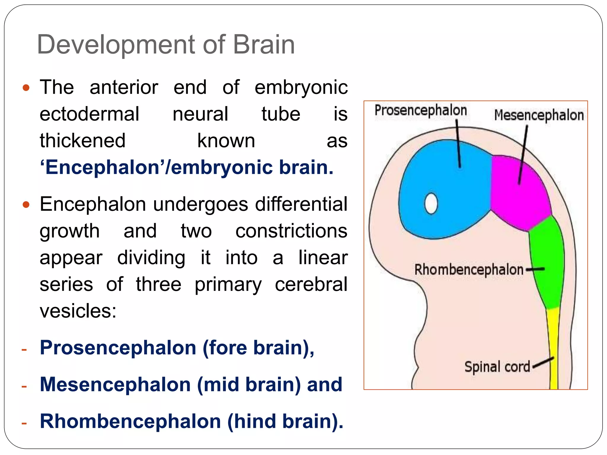 Brain of vertebrates | PPTX