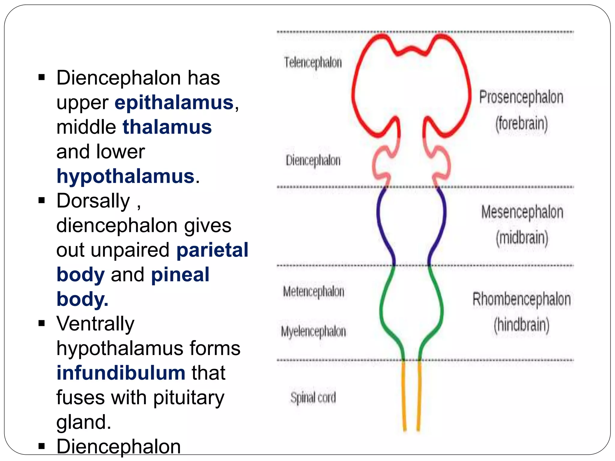 Brain of vertebrates | PPTX