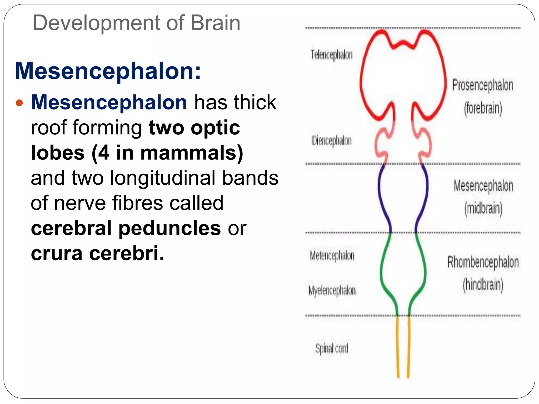 Brain of vertebrates | PPTX