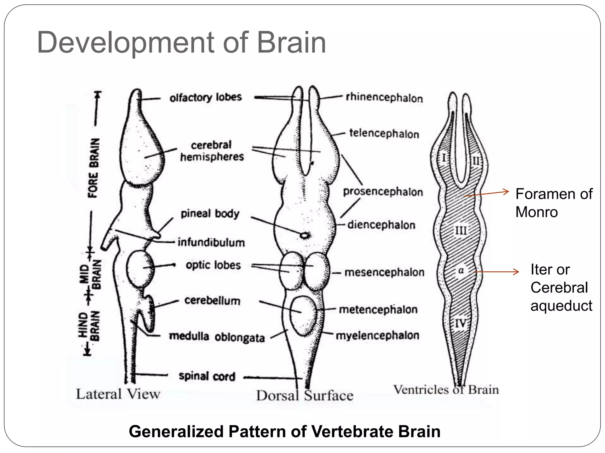 Brain of vertebrates | PPTX