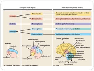 Brain of vertebrates | PPTX