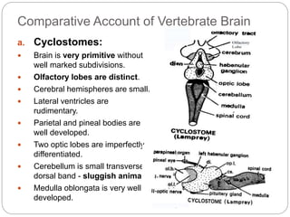 Brain of vertebrates | PPTX