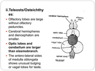 Brain of vertebrates | PPTX