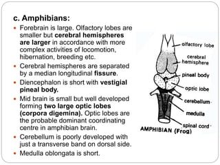 Brain of vertebrates | PPTX