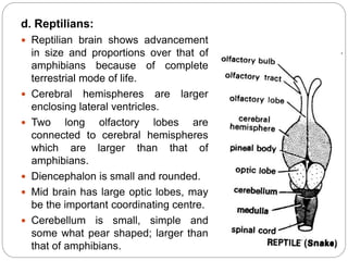 Brain of vertebrates | PPTX