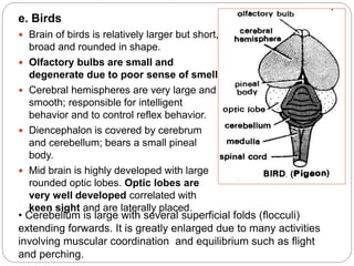 Brain of vertebrates | PPTX