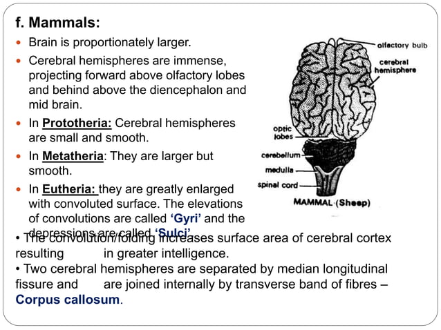 Brain of vertebrates | PPTX | Brain and Nervous System Disorders ...