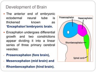 Brain of vertebrates | PPTX