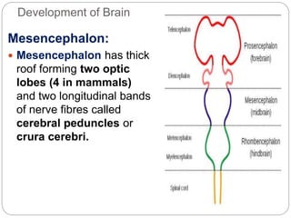 Brain of vertebrates | PPTX