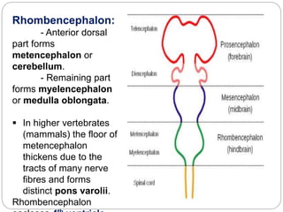 Brain of vertebrates | PPTX
