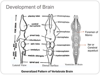 Brain of vertebrates | PPTX