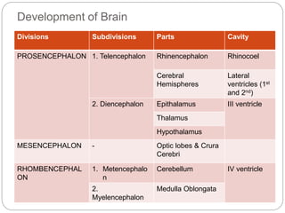Brain of vertebrates | PPTX