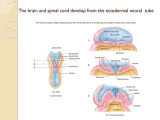 Brain Organization .pdf