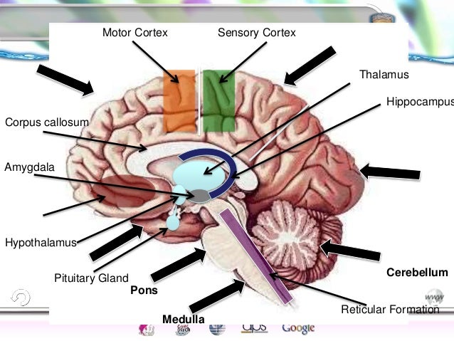 Brain parts near pod session