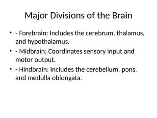 The different parts of the brain and its function. | PPTX