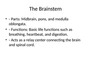 The different parts of the brain and its function. | PPTX