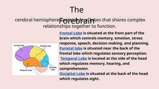 Brain Parts, Processes and Functions.pptx