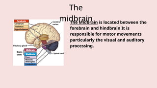 Brain Parts, Processes and Functions.pptx