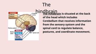 Brain Parts, Processes and Functions.pptx