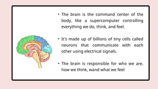 Brain Parts, Processes and Functions.pptx