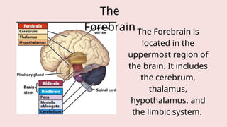 Brain Parts, Processes and Functions.pptx