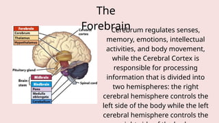 Brain Parts, Processes and Functions.pptx