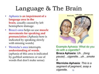 Brain parts ss | PPTX | Brain and Nervous System Disorders | Diseases ...