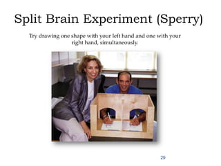 Brain parts ss | PPTX | Brain and Nervous System Disorders | Diseases ...