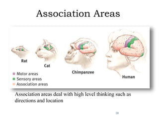 Biological Bases of Behavior: Parts of Brain | PPTX