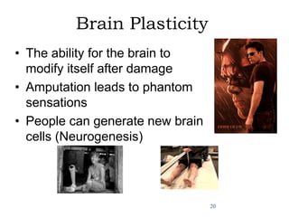 Biological Bases of Behavior: Parts of Brain | PPT