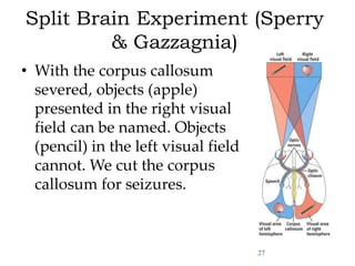Biological Bases of Behavior: Parts of Brain | PPTX