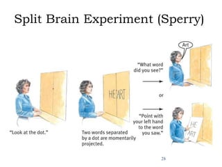 Biological Bases of Behavior: Parts of Brain | PPTX