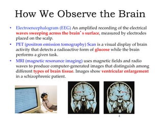 Biological Bases of Behavior: Parts of Brain | PPT