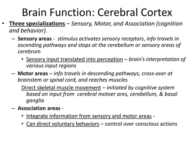 Brain Physiology.ppt (the central nervous system) | PPT