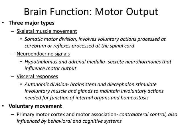 Brain Physiology.ppt (the central nervous system) | PPT