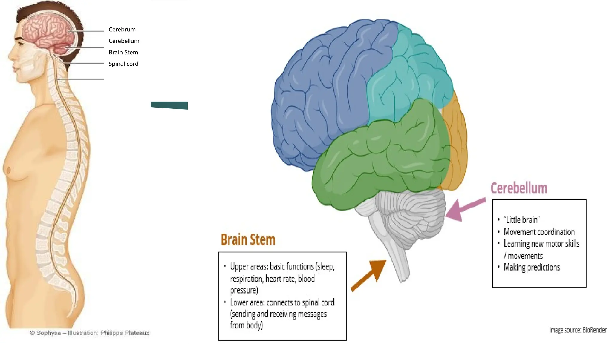 Brain Physiology, Functions and Anatomy.pptx