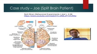 Brain Physiology, Functions and Anatomy.pptx