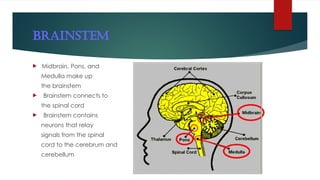 Brain Physiology, Functions and Anatomy.pptx