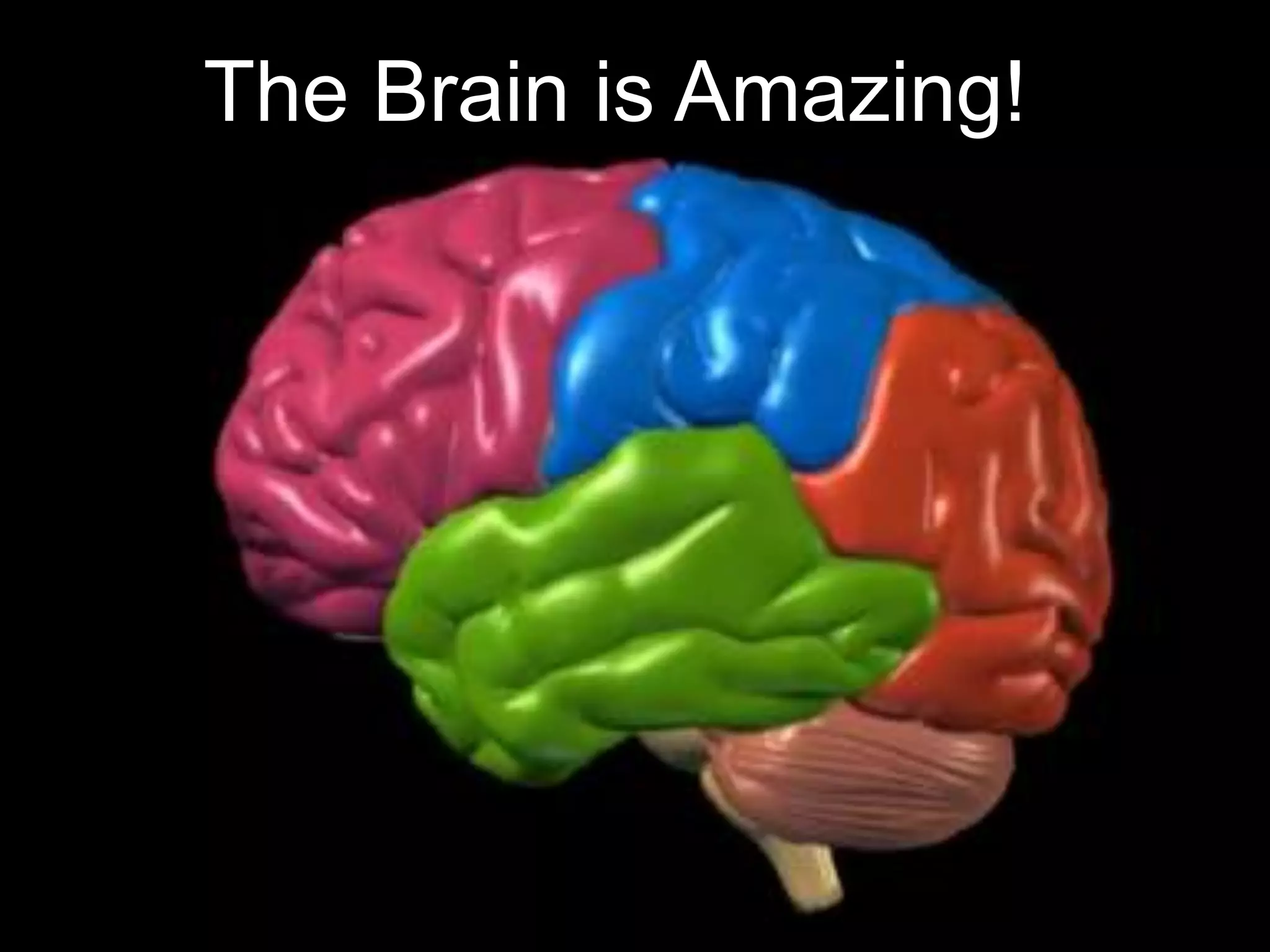 Brain Plasticity | PPTX