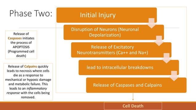 Brain plasticity after Traumatic brain Injury | PPTX | Brain and ...