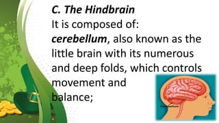 Brain Power.pdf | Brain and Nervous System Disorders | Diseases and ...