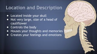 Brain powerpoint | PPT