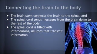 Brain powerpoint | PPT